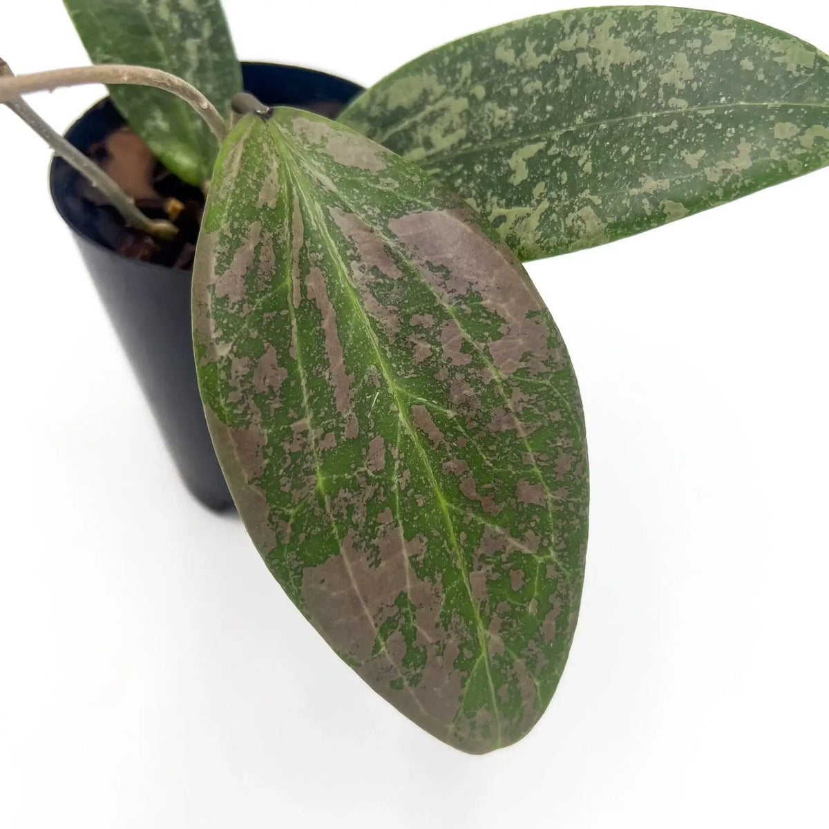 Hoya wibergiae | Rare Indoor Plant Nursery, Australia – Chalet Boutique