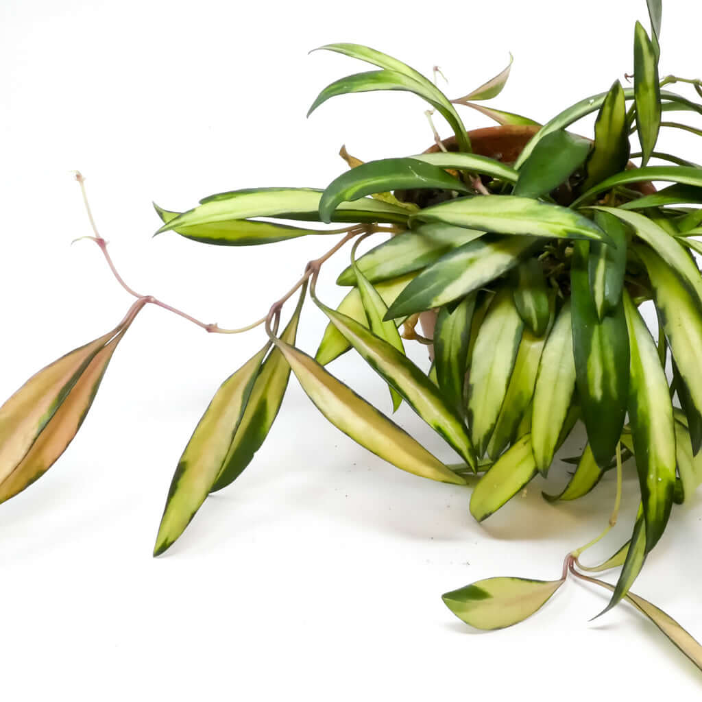 Complete Hoya Species List - August 2023