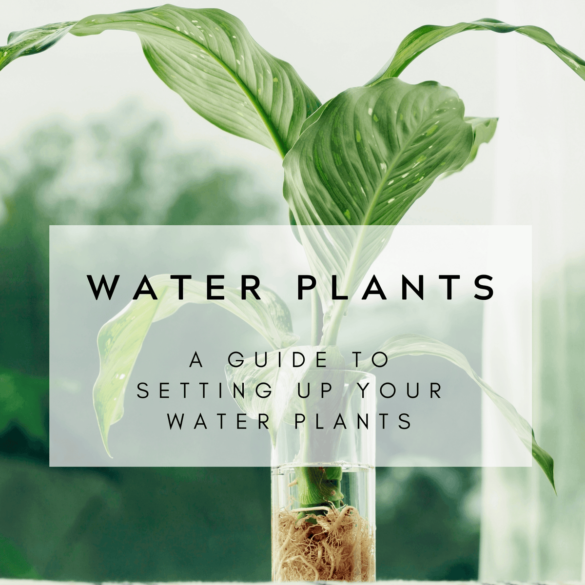 Water Plant Set Up & Care Guide