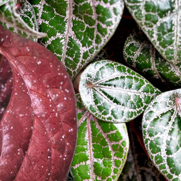 Dots on Piper Plant Leaves Explained