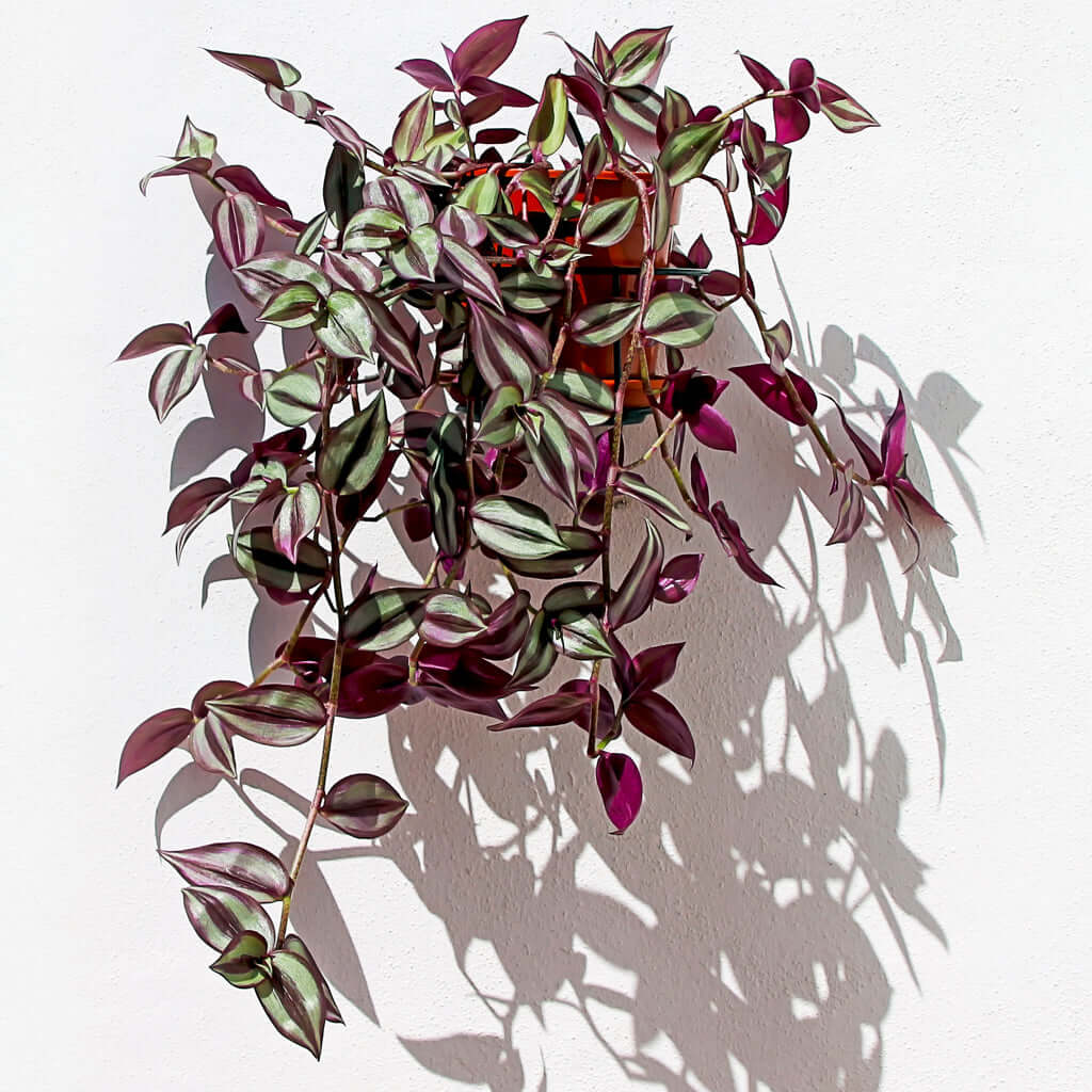 Tradescantia Plant Care Guide | Rare Indoor Plants