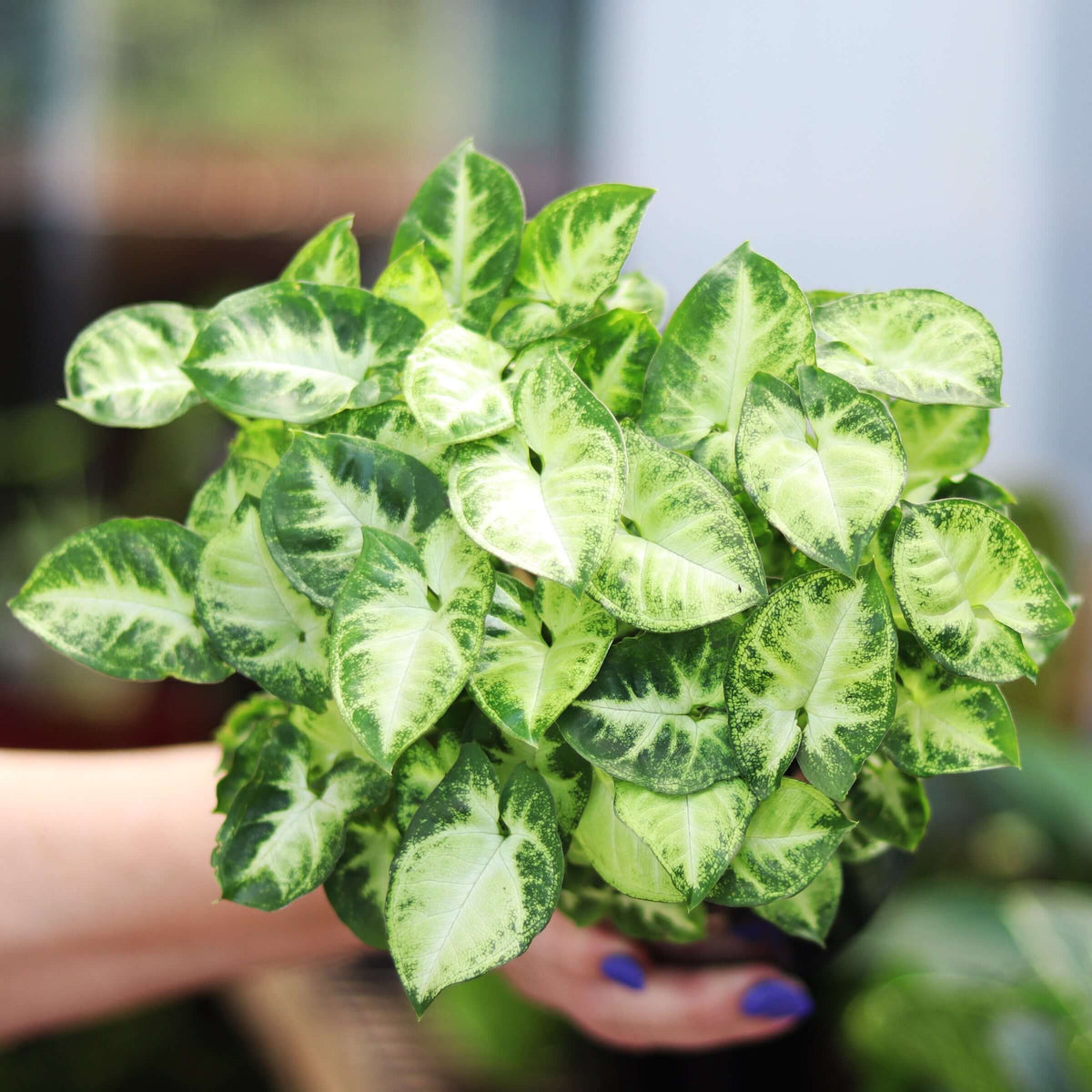 Syngonium Plant Care Guide | Chalet Boutique