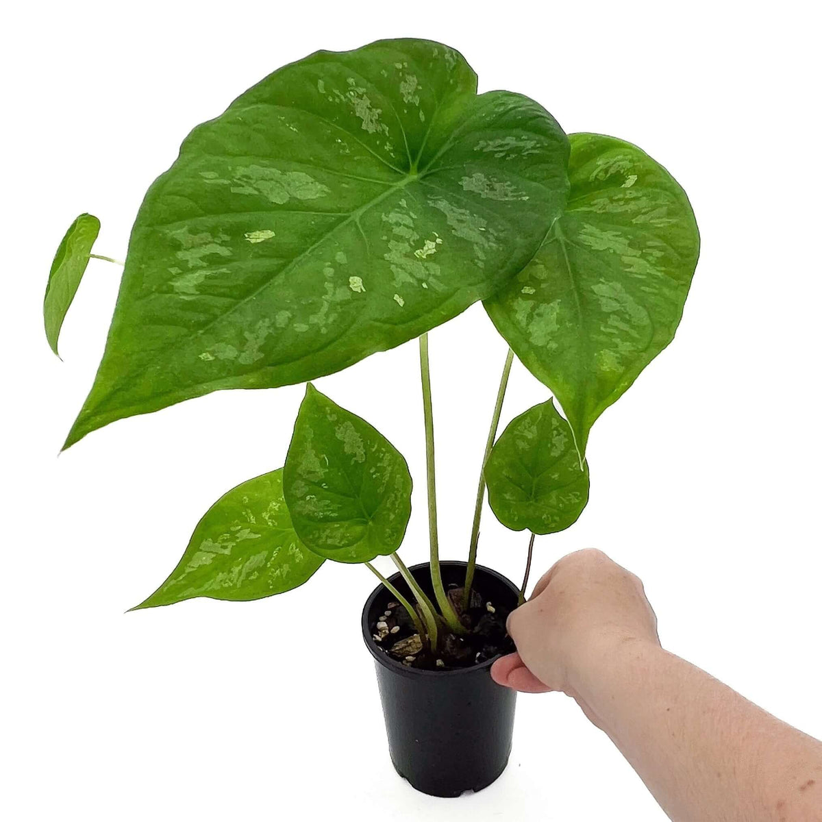 Caladium Bicolour NOID - Rare Indoor Plants Australia