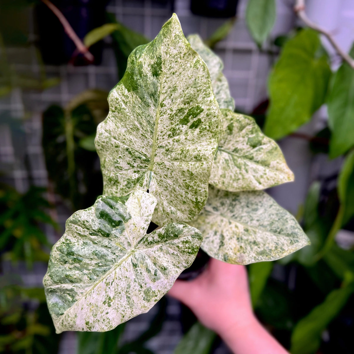 Alocasia odora Batik | Rare Indoor Plant Nursery, Australia – Chalet ...