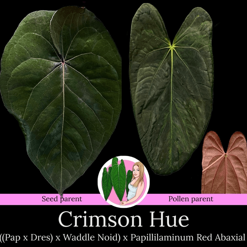 Anthurium 'Crimson Hue' | Shop Rare Hybrid in Australia