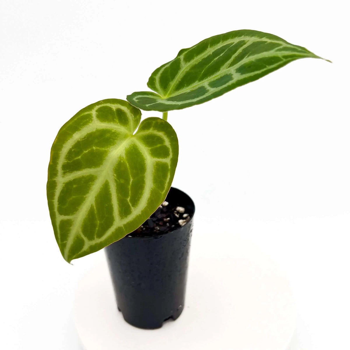 Shop Anthurium 'Silver Blush' X crystallinum Houseplant - Australia