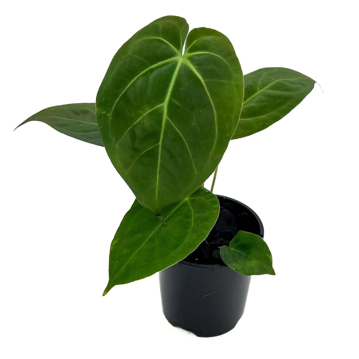 Anthurium crystallinum 'Crystal Hope' - Rare Indoor Plant