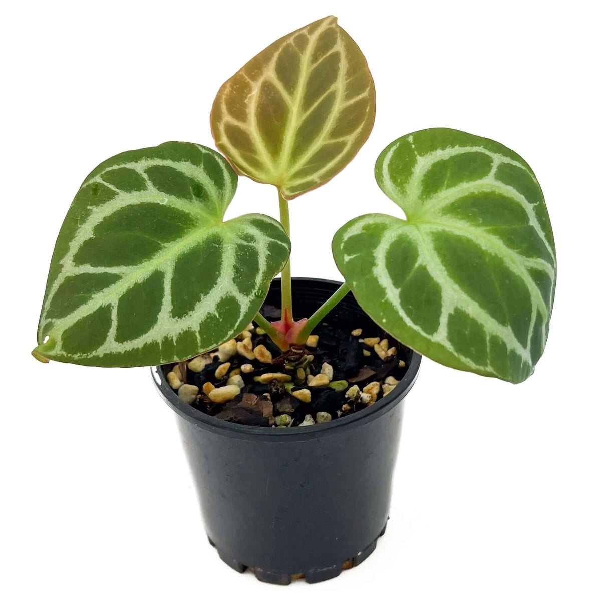 Rare Anthurium 'Cape Oasis' Pure - Indoor Plants Australia
