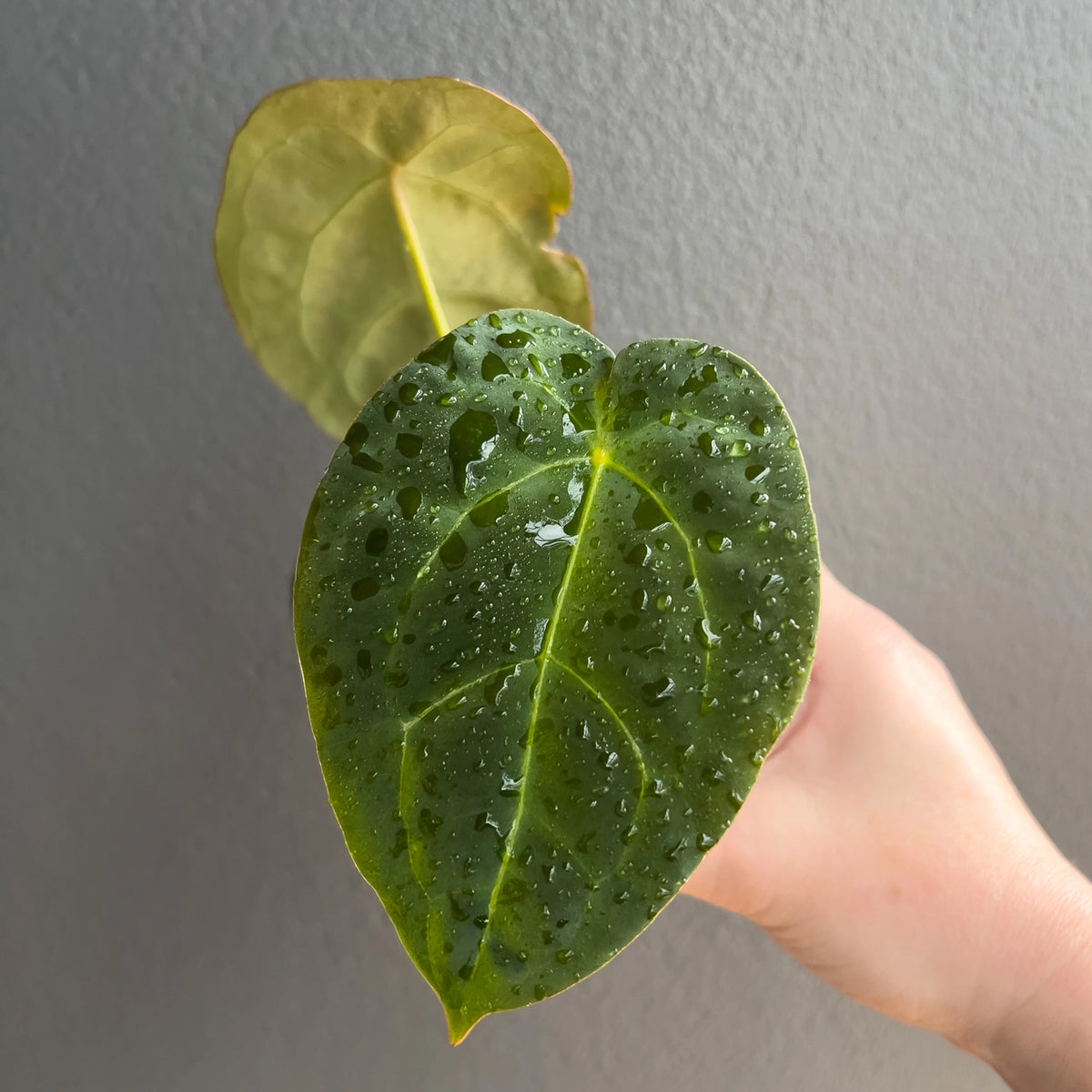 Anthurium forgetii x X Dark forgetii | Rare Indoor Plants, Australia