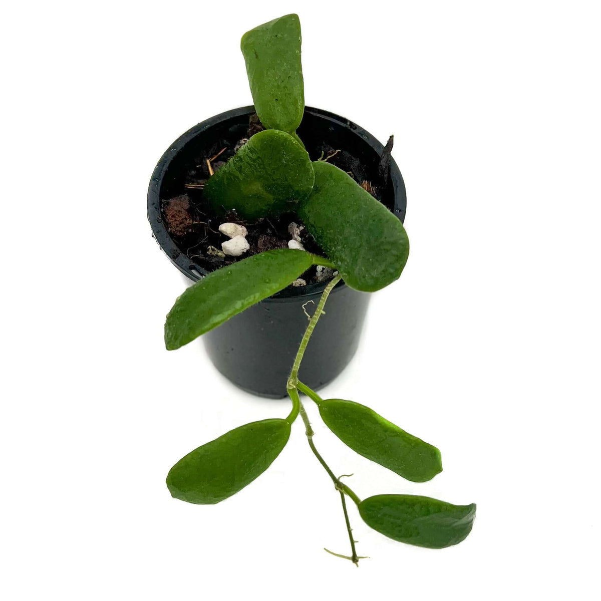 Buy Hoya Rotundiflora - Rare Indoor Plant Australia