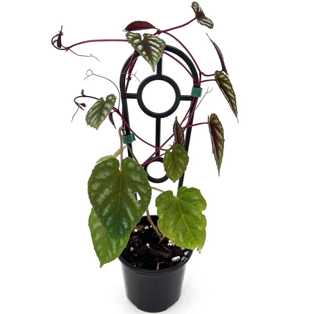 Cissus discolor 'Rex Begonia Vine' - Rare Indoor Plant