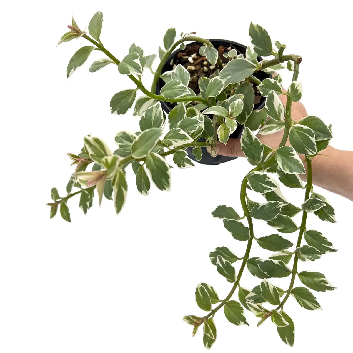 Columnea Hirta Variegata - Unique Indoor Plant Australia