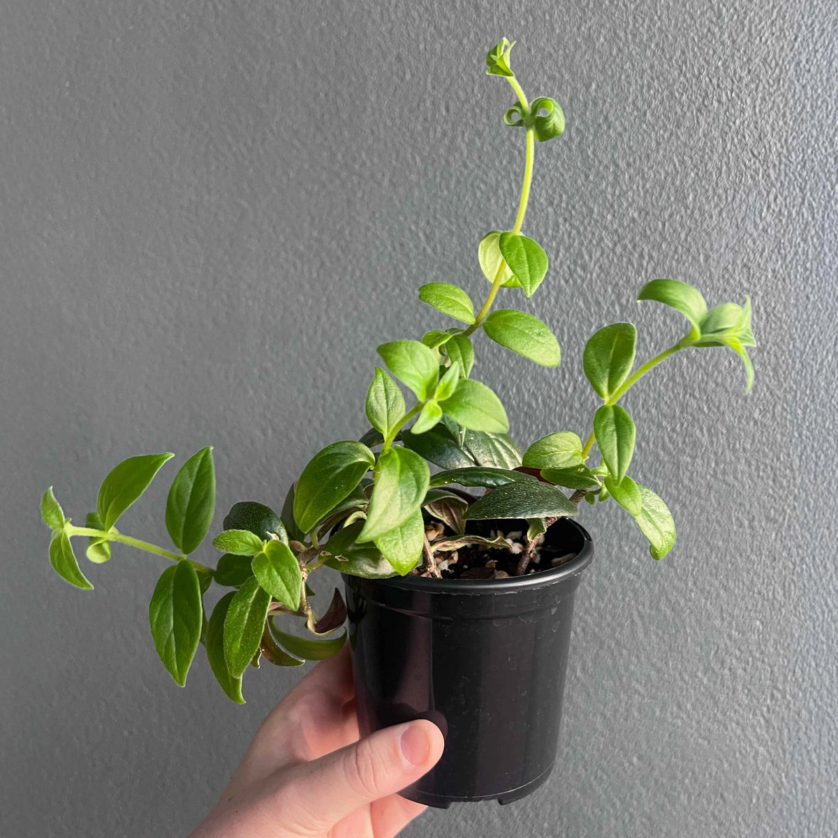 Columnea crassifolia 'Hunter Yellow' | Rare Indoor Plant