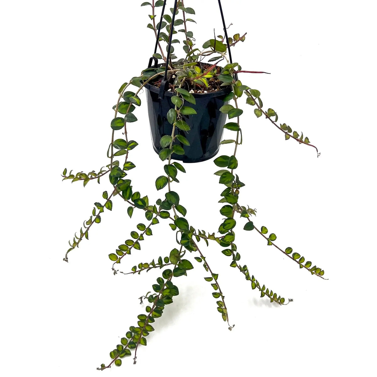 Columnea microphylla Variegata - Rare Indoor Plant