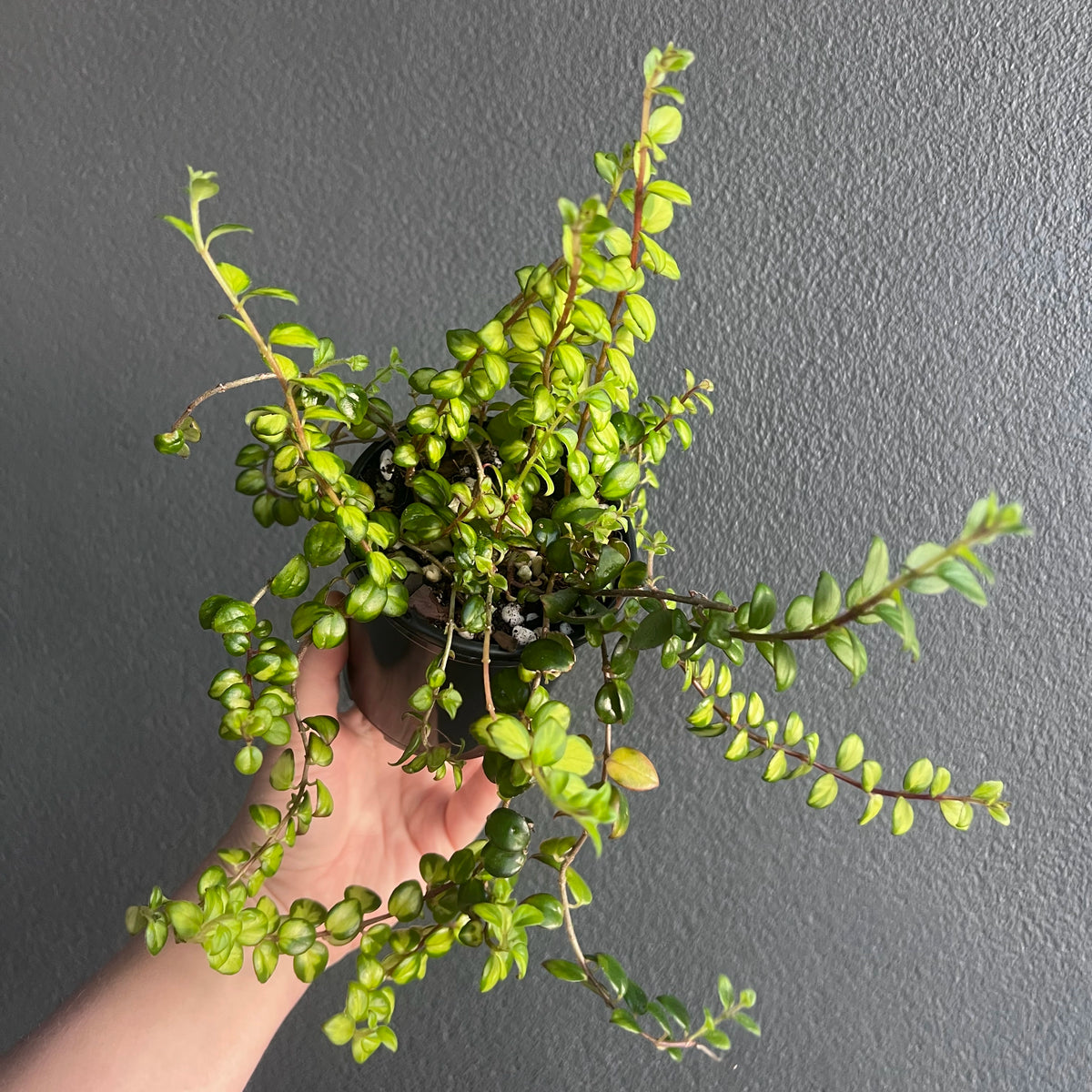 Columnea microphylla Variegata - Rare Indoor Plant