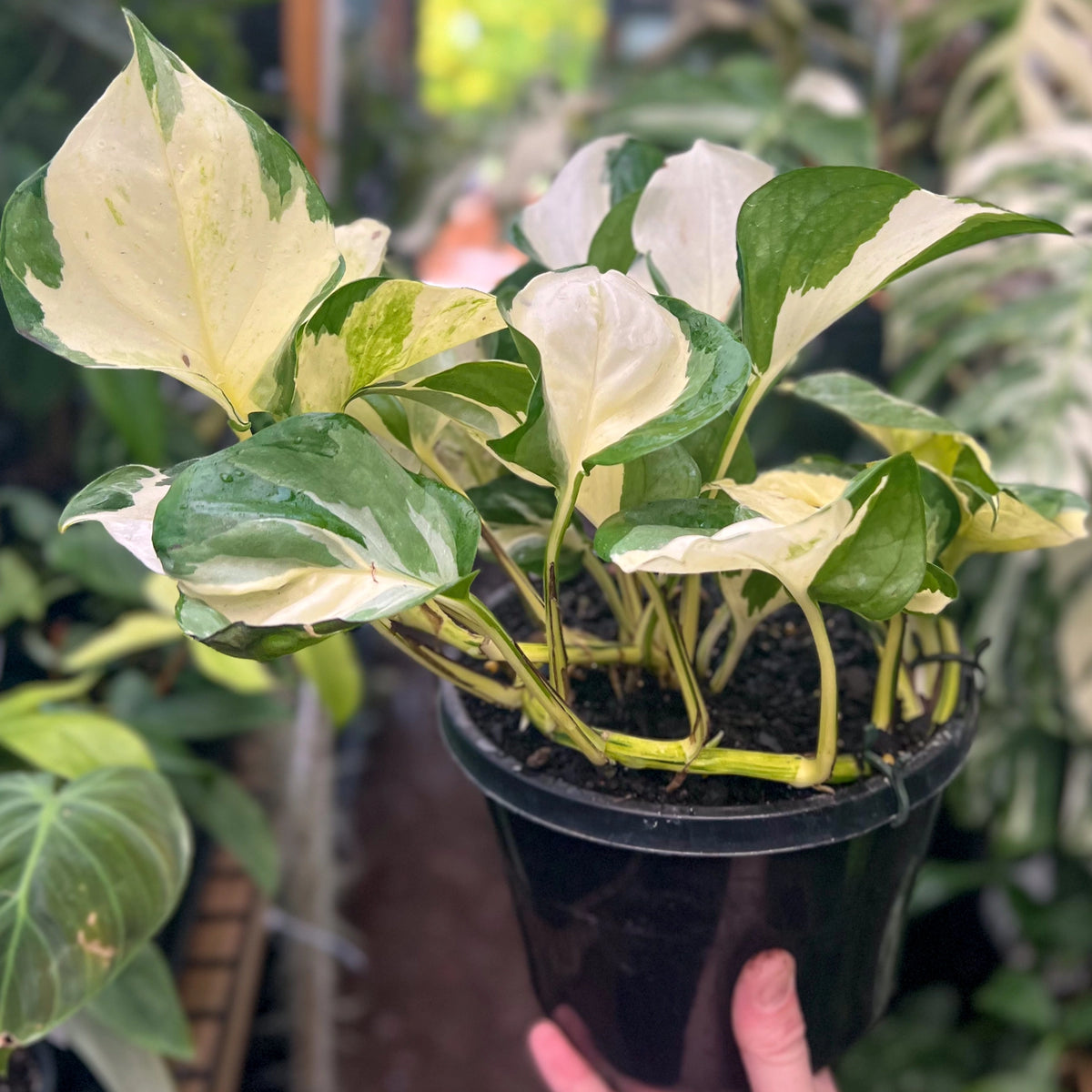 Epipremnum Manjula Pothos | Indoor Plant Nursery, Australia – Chalet ...