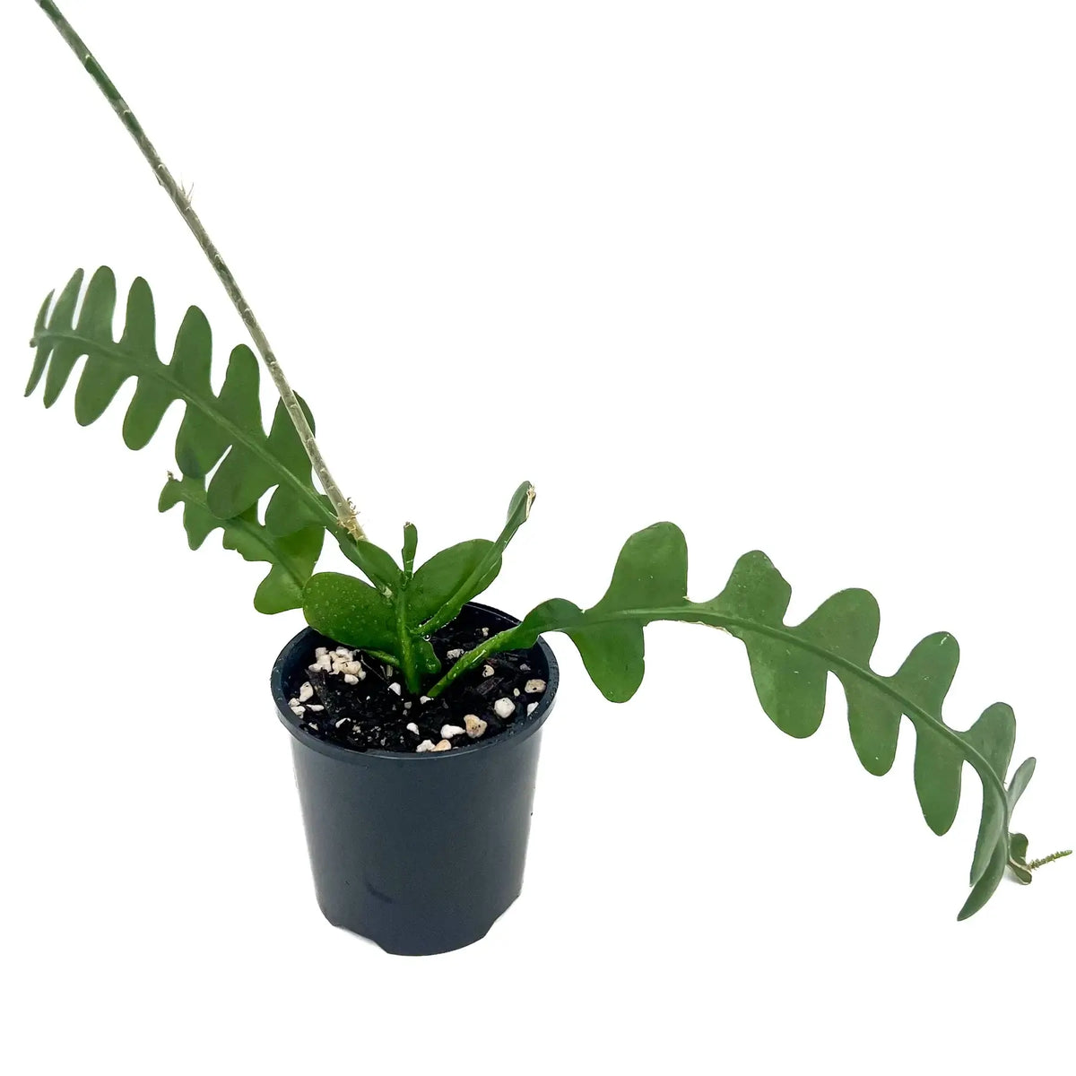 Rare Fishbone Cactus - Unique Indoor Plants Australia