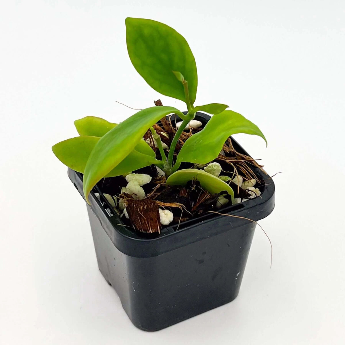 Buy Hoya Anulata - Rare Indoor Plants Australia