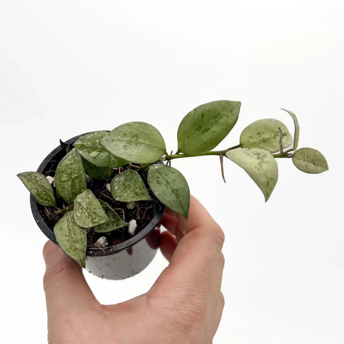 Hoya Krohniana 'Super Silver' | Rare Indoor Plants, Australia