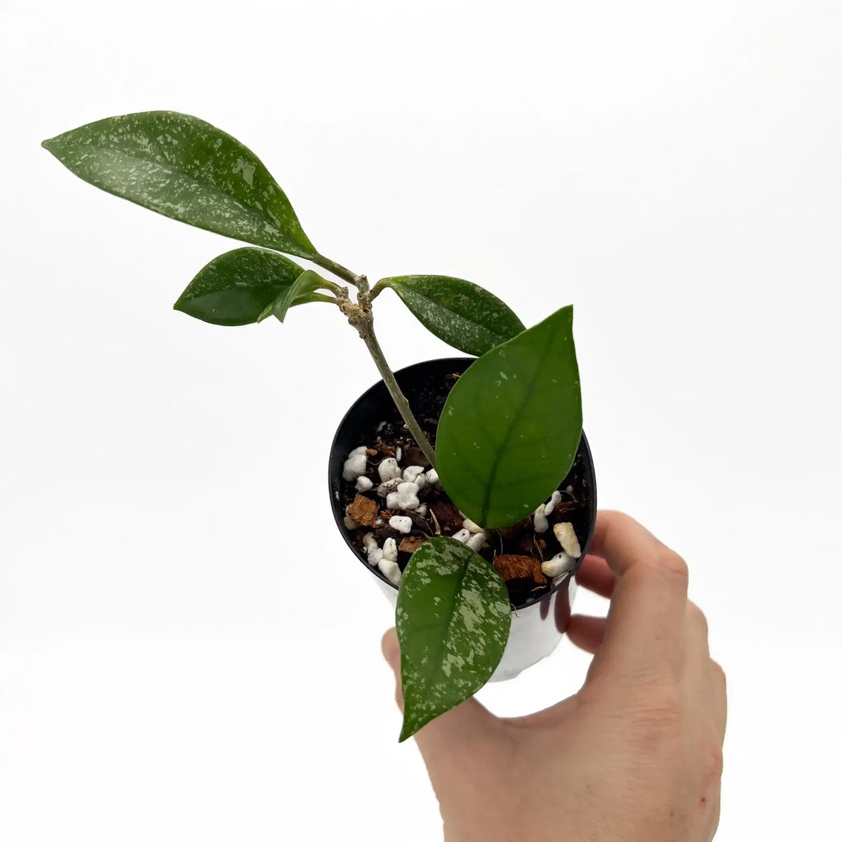 Hoya carnosa 'Green Exotica' - Rare Indoor Plant