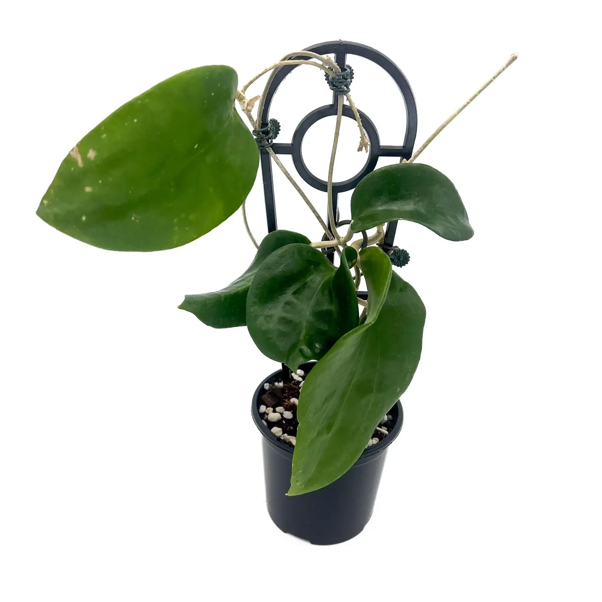 Hoya merrillii | Shop Rare Climbing Hoya in Australia