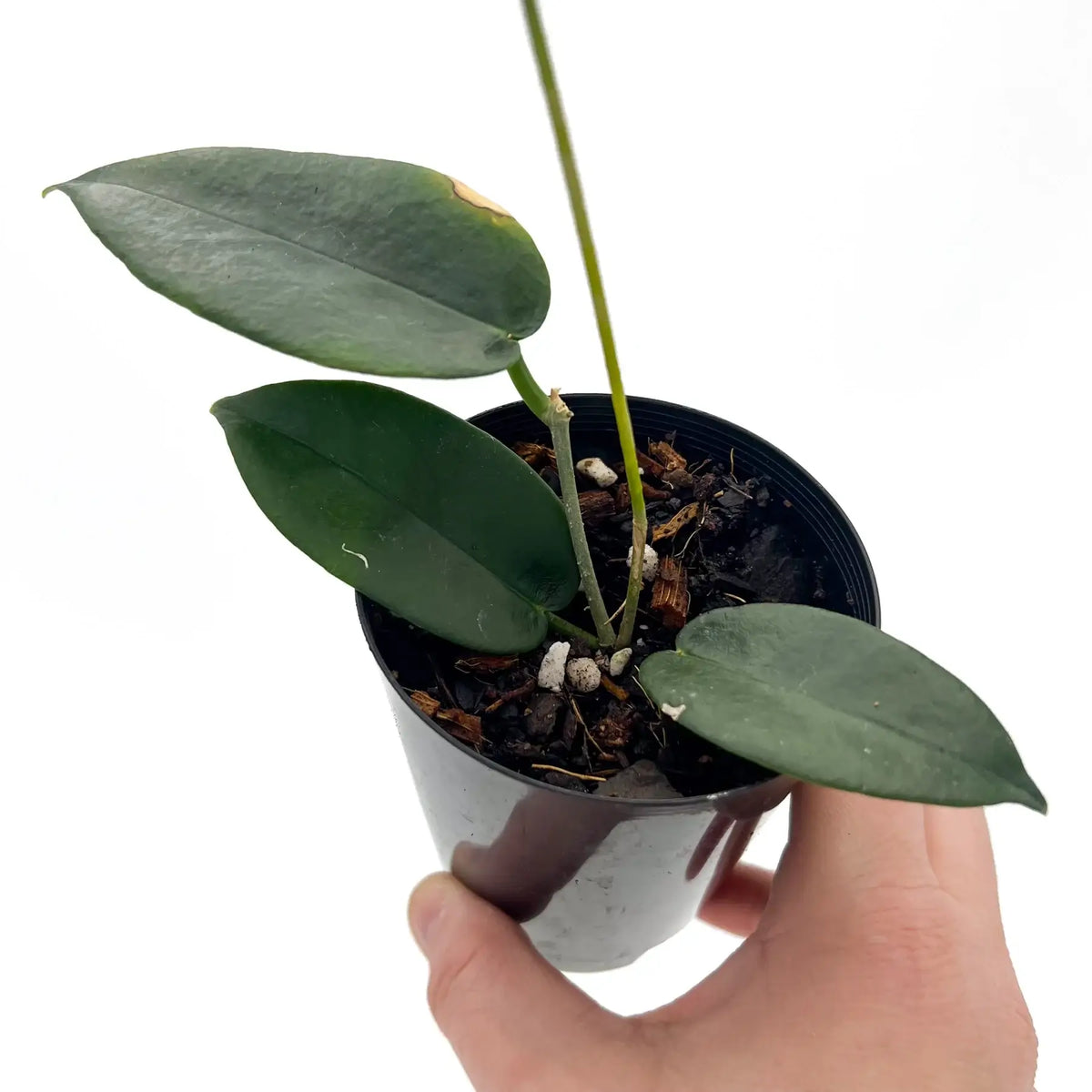 Buy Hoya Rundumensis - Rare Indoor Plants Australia