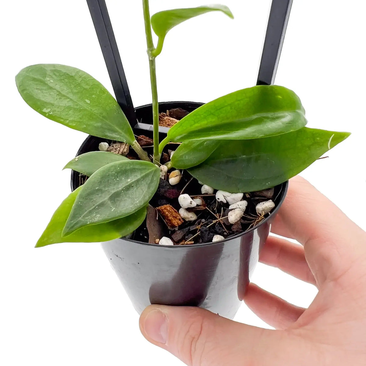 Hoya samoensis IML0192 - Rare Indoor Plant