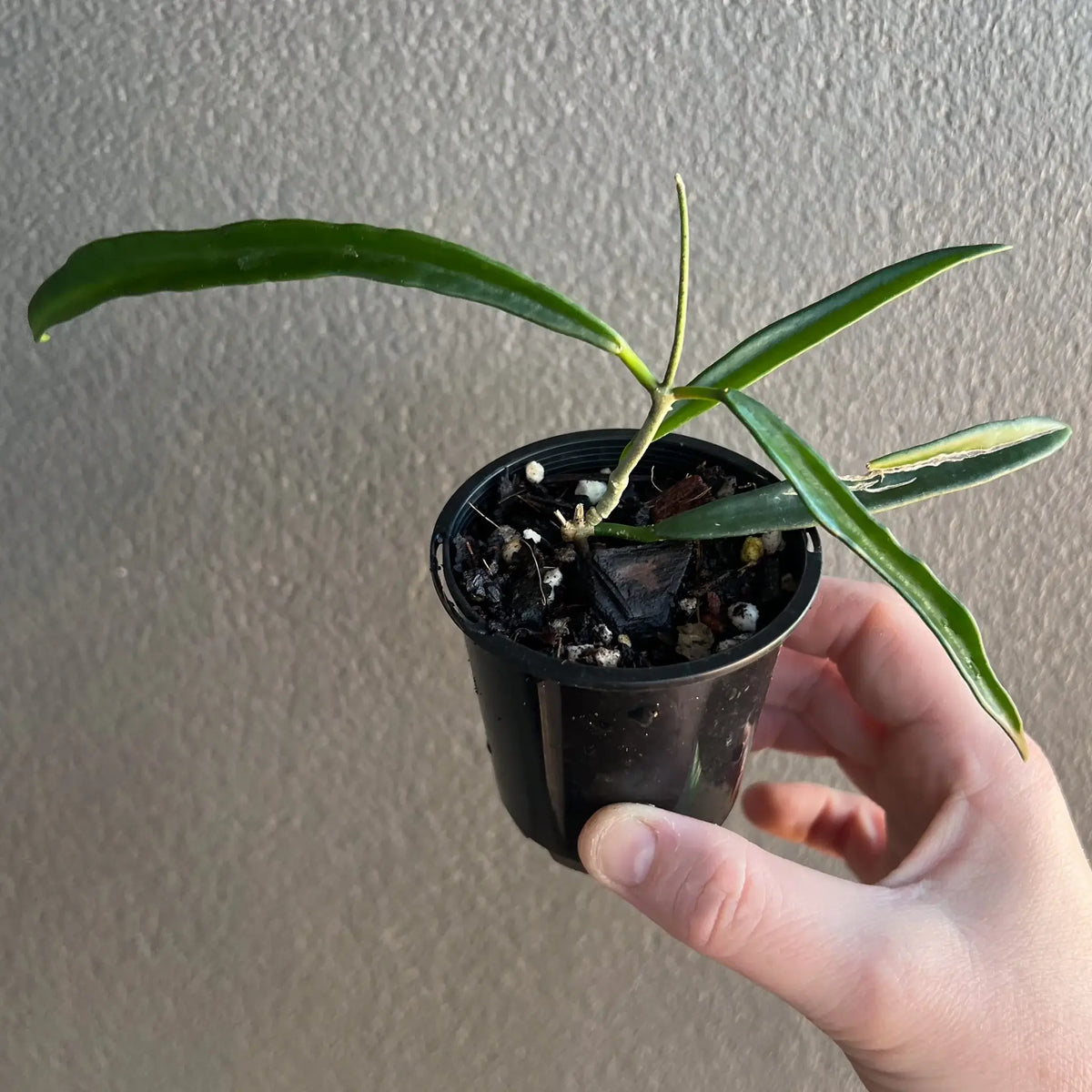 Hoya Shepherdii - Rare Indoor Plant for Sale