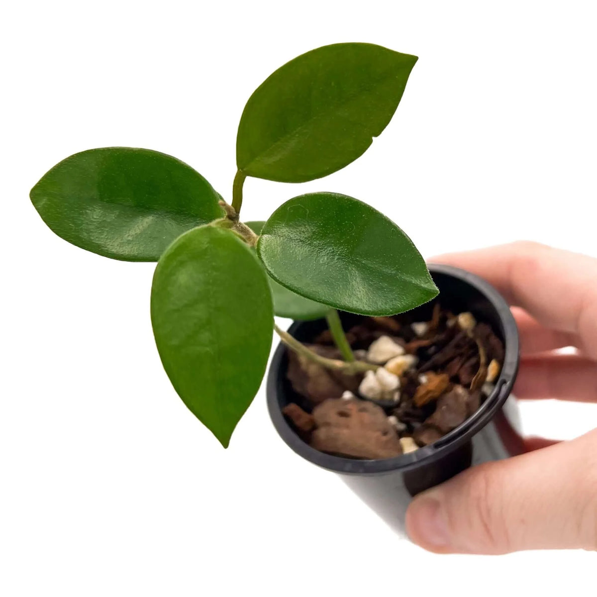 Hoya chouke | Buy Indoor Plants Online in Australia – Chalet Boutique