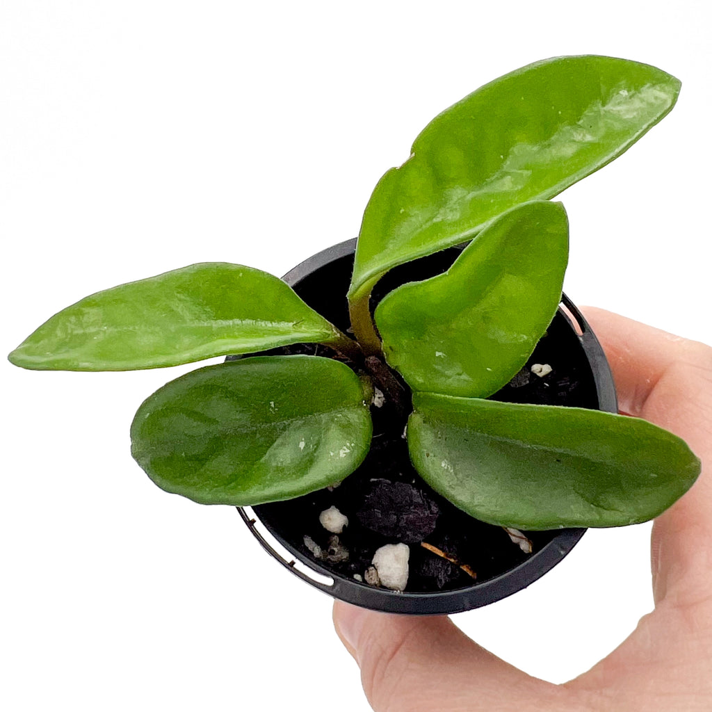 Trusted Rare Indoor Plant Nursery Australia – Chalet Boutique