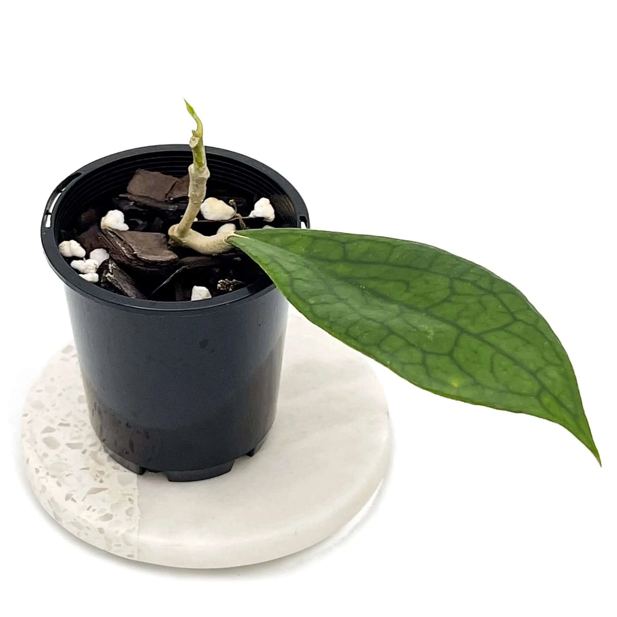 Buy Hoya sp. jennifer - Unique Indoor Plants Australia