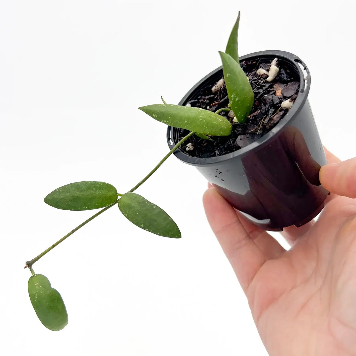 Buy Hoya Sigillatis 'Alas River' - Rare Indoor Plant