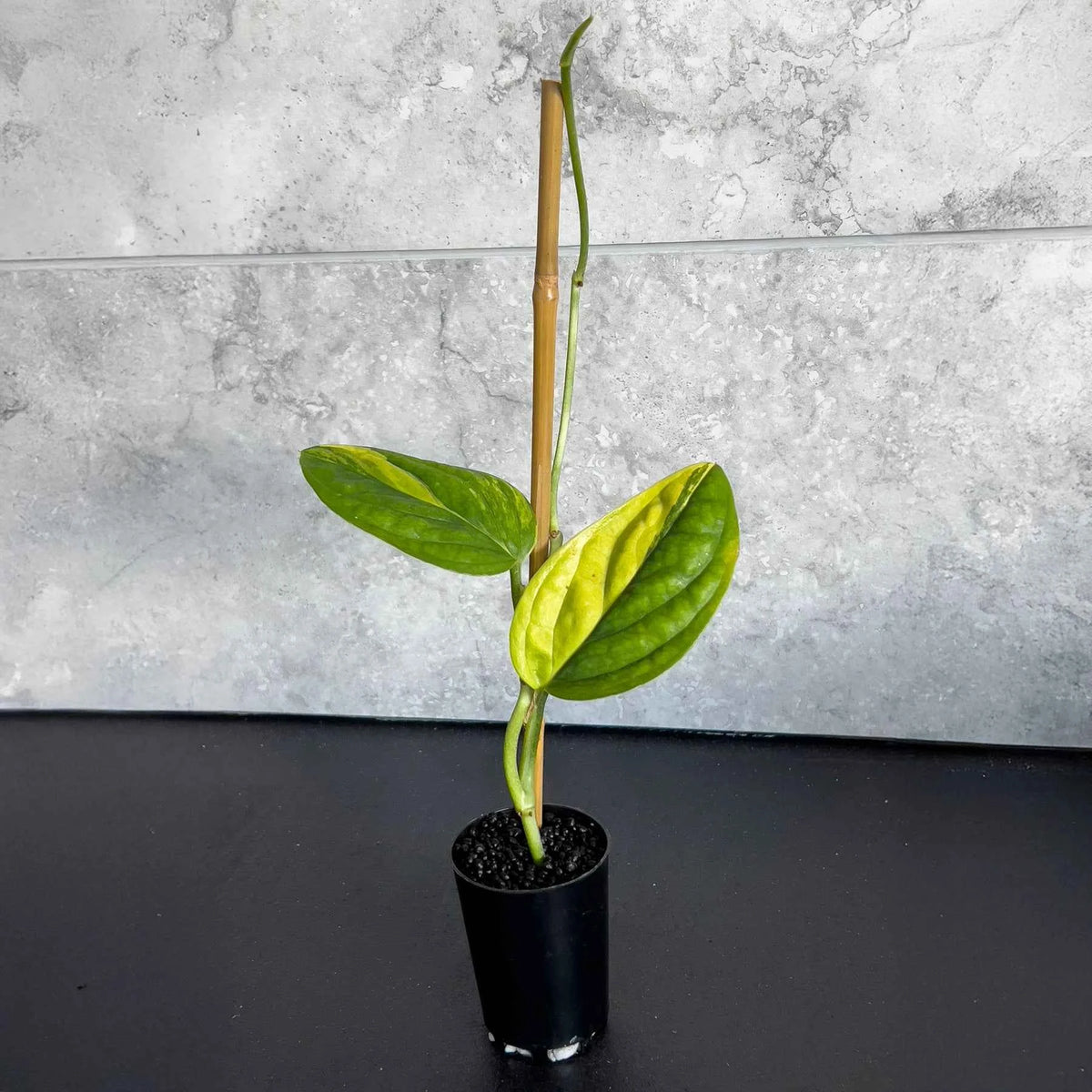 Monstera Peru variegated (Early Stage Start) | Indoor Plants AU