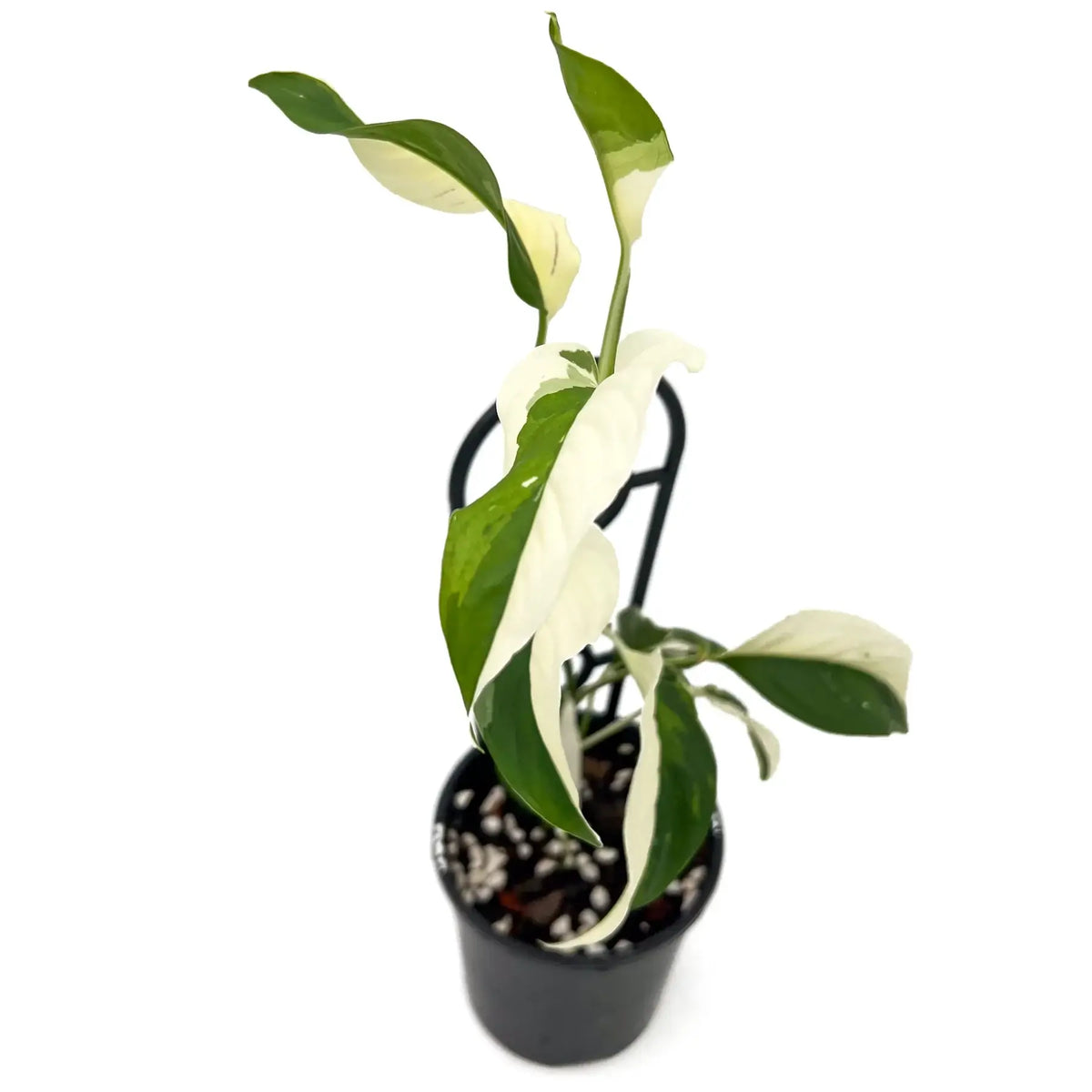 Monstera Laniata Variegata - Rare Indoor Plant Australia