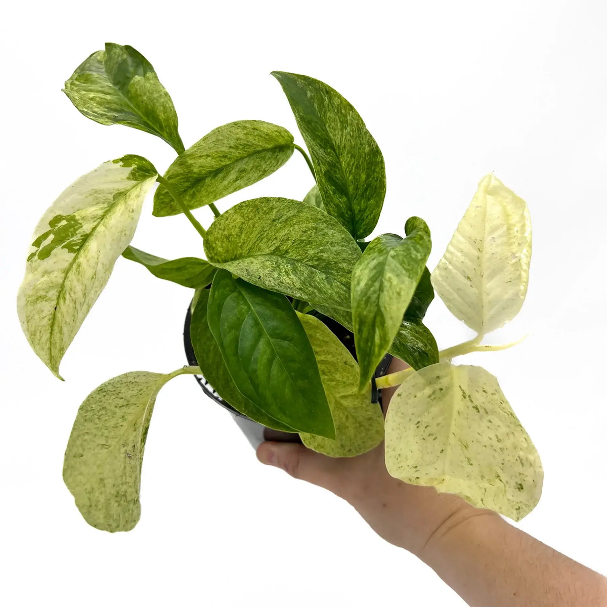 Monstera laniata variegata | Buy Indoor Plants, Australia