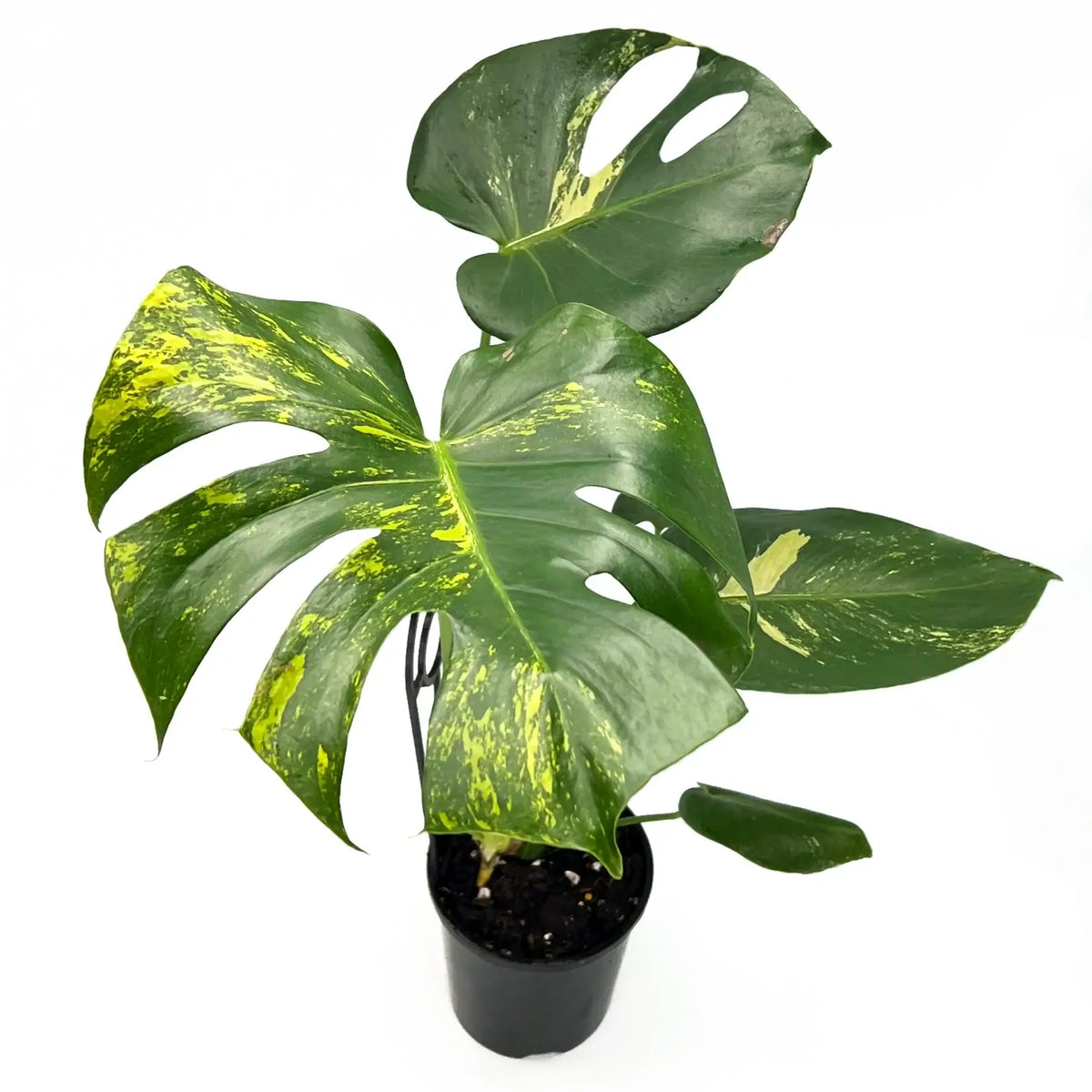 Buy Monstera deliciosa 'Yellow Thai' Online - Rare Plants