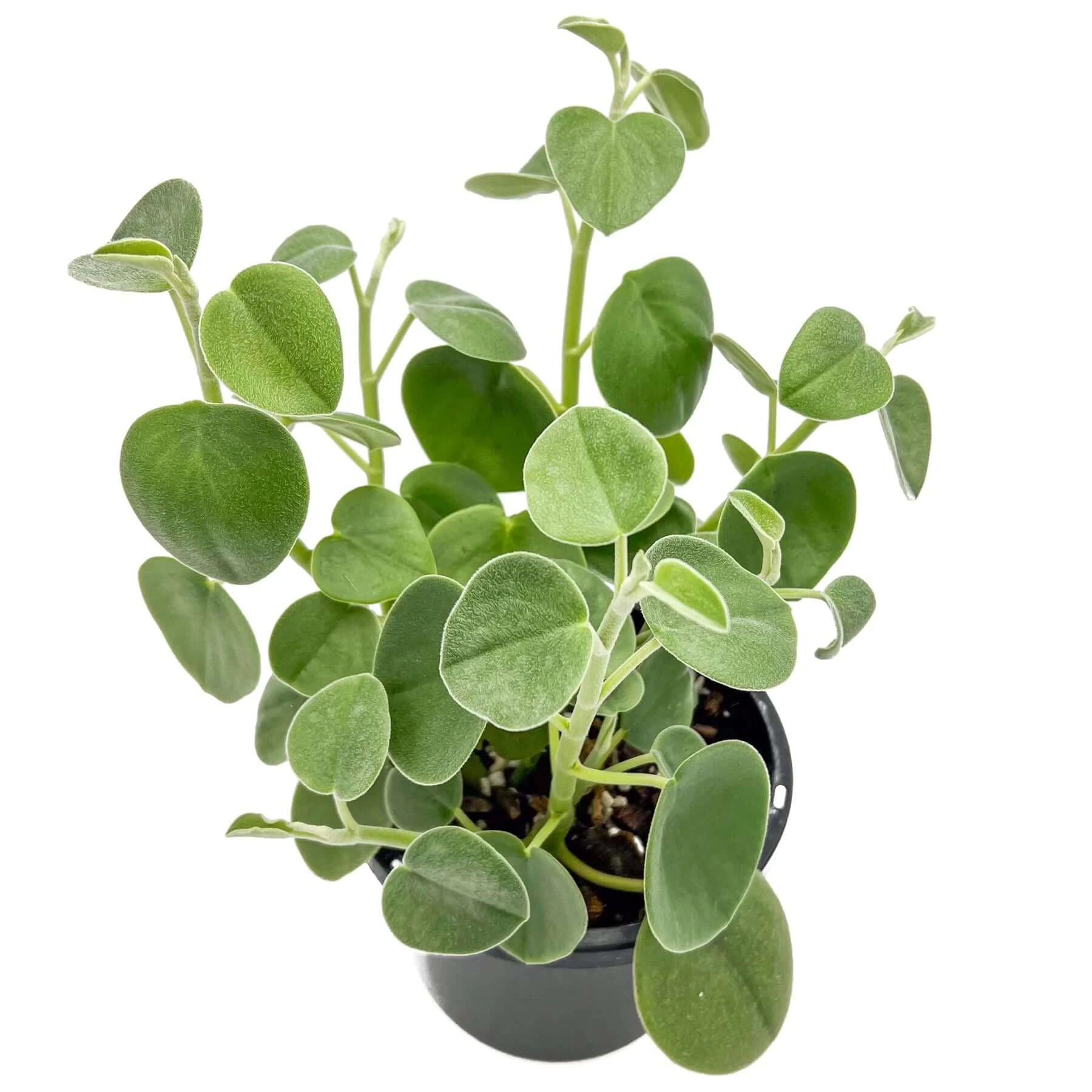 Peperomia Incana - Felted Peperomia | Buy Indoor Plants, Australia