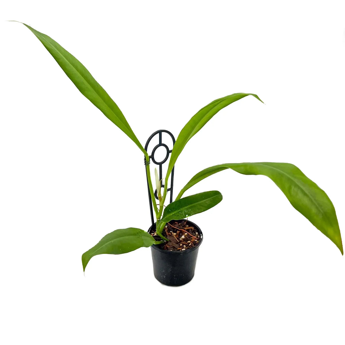 Philodendron Crassinervium | Rare Indoor Plants Australia