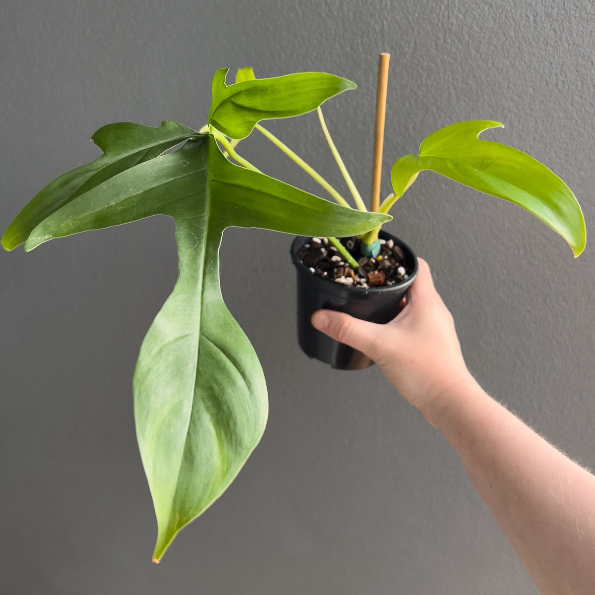 Philodendron pedatum 'Glad Hands' | Rare Indoor Plant Shop
