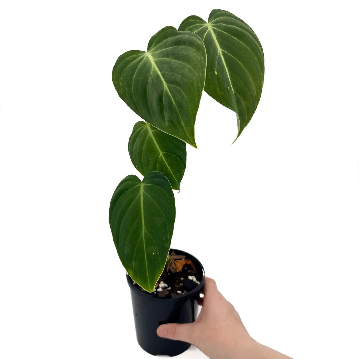 Philodendron 'glorious' | Indoor Plants Online in Australia – Chalet ...