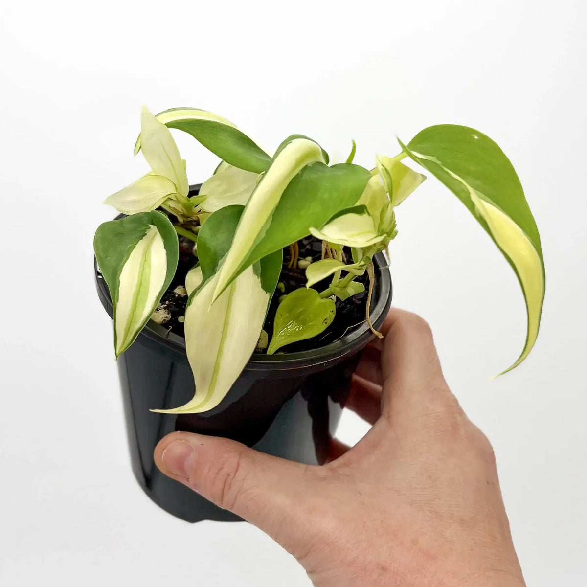 Philodendron hederaceum NoID | Rare Indoor Plant Shop