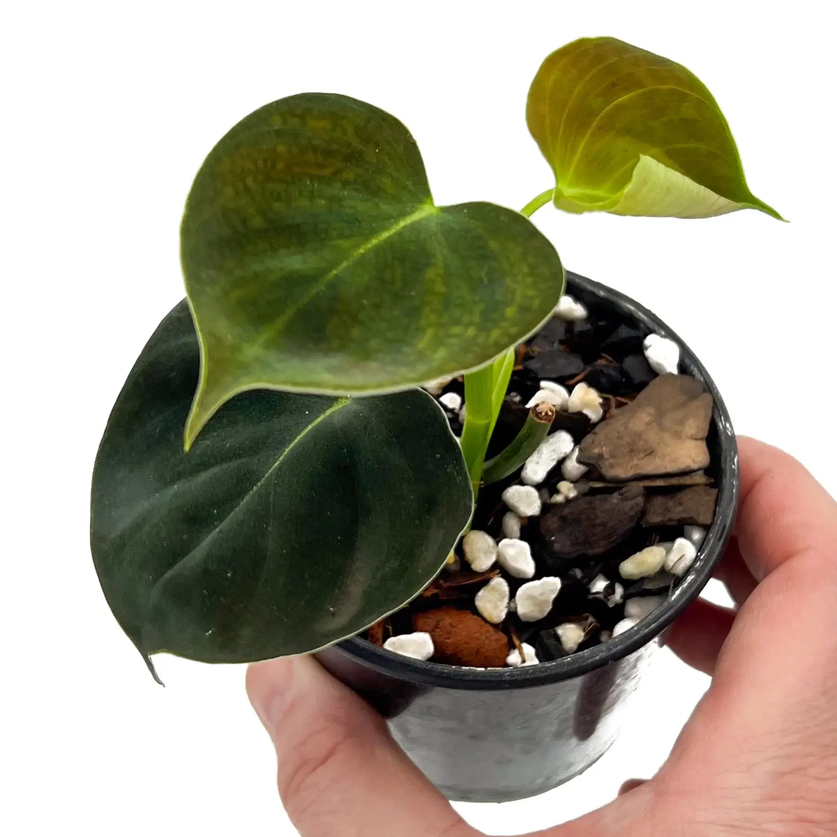 Buy Philodendron Lupinum - Rare Indoor Plant