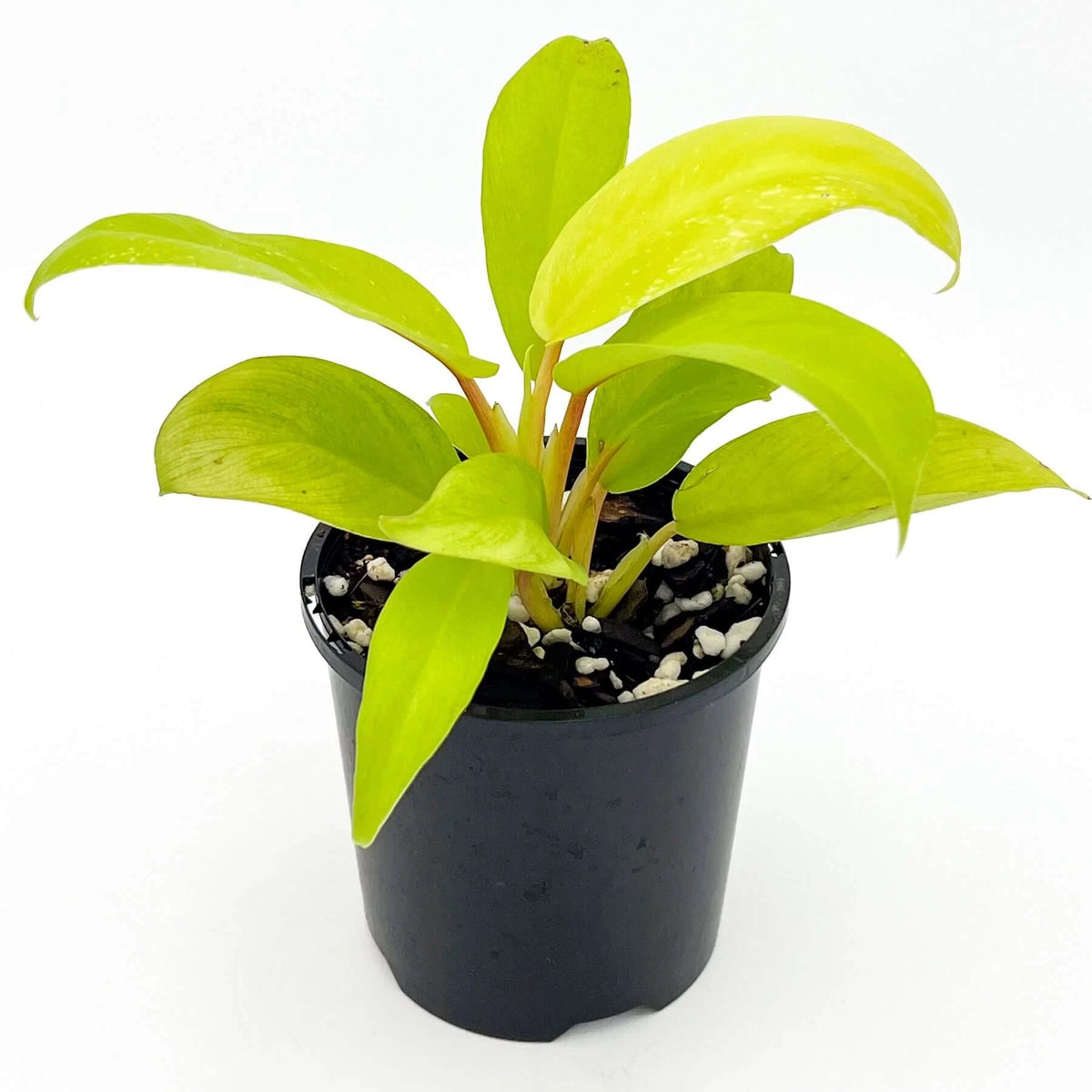 Philodendron Ceylon Gold - Vibrant Rare Indoor Plant