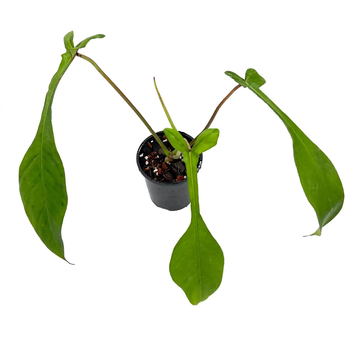 Buy Philodendron Joepii - Rare Indoor Plant Australia