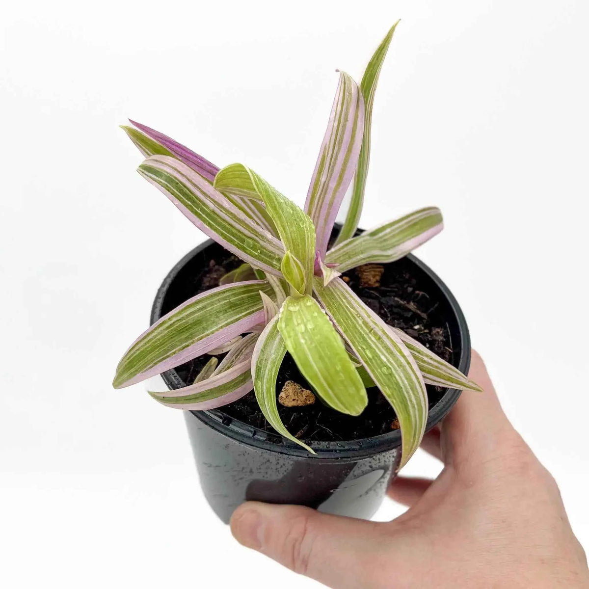 Buy Rhoeo 'Stripe Me Pink' - Rare Indoor Plants Australia