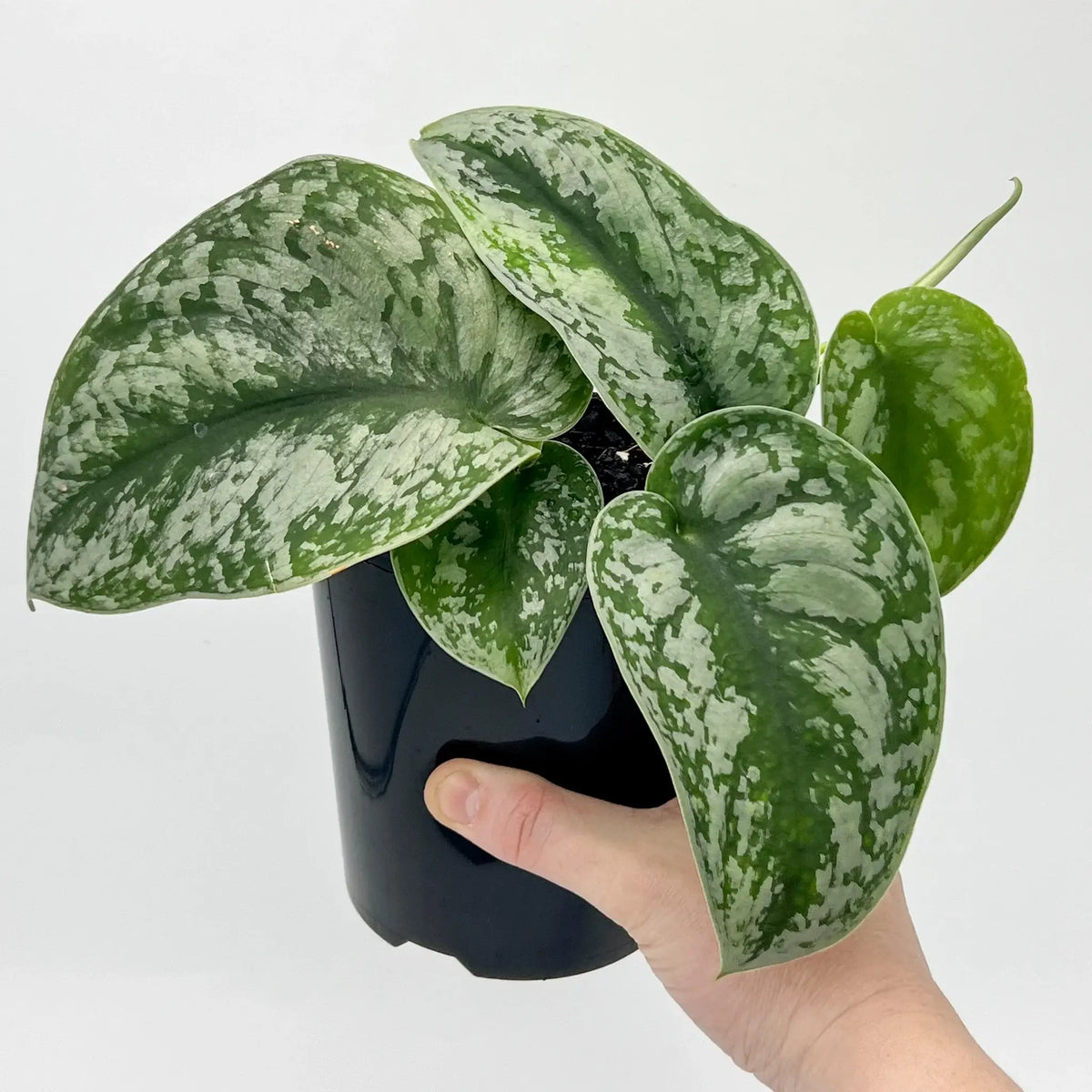Scindapsus pictus 'Exotica' | Trailing Indoor Plant Australia