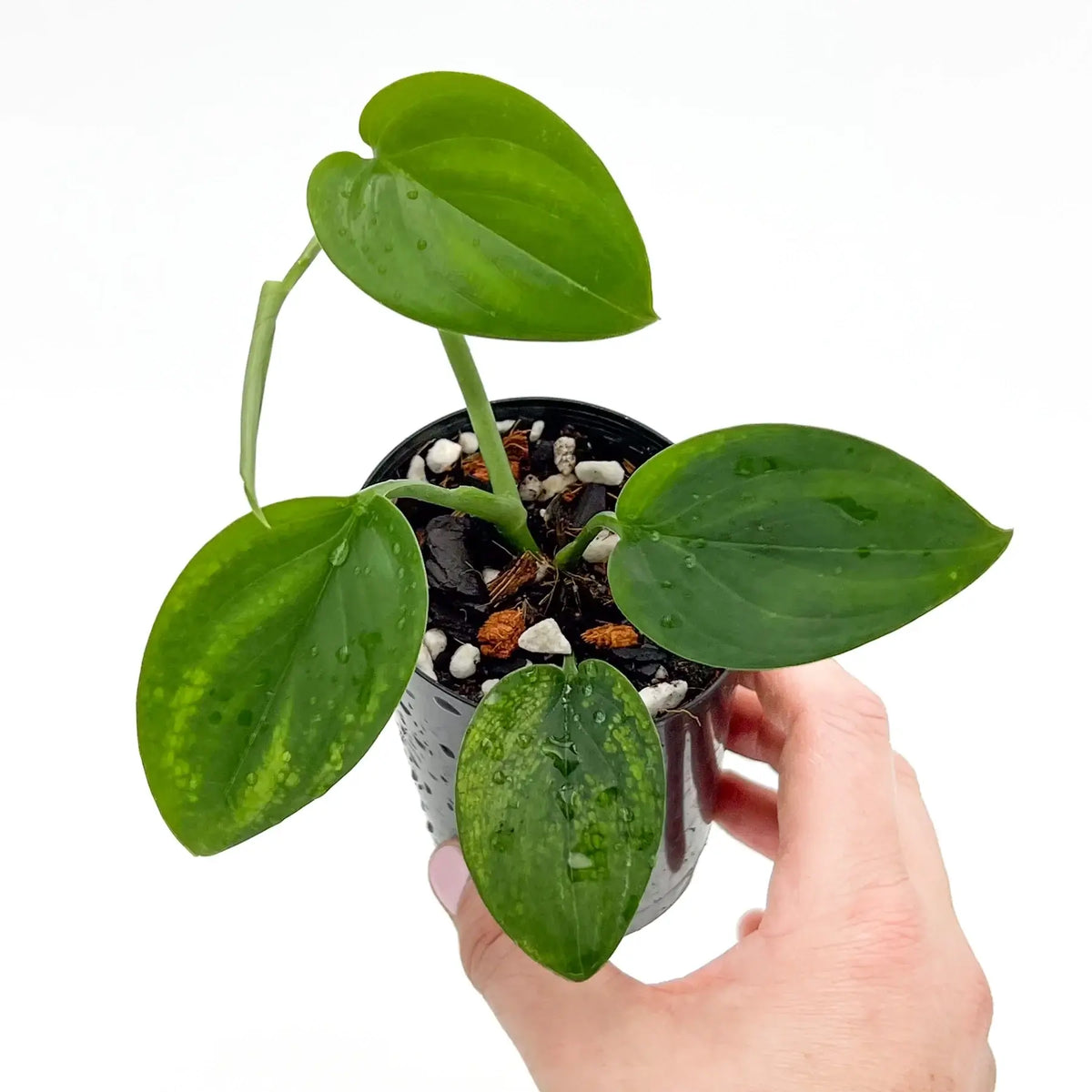 Scindapsus hederaceus | Rare Indoor Plants in Australia