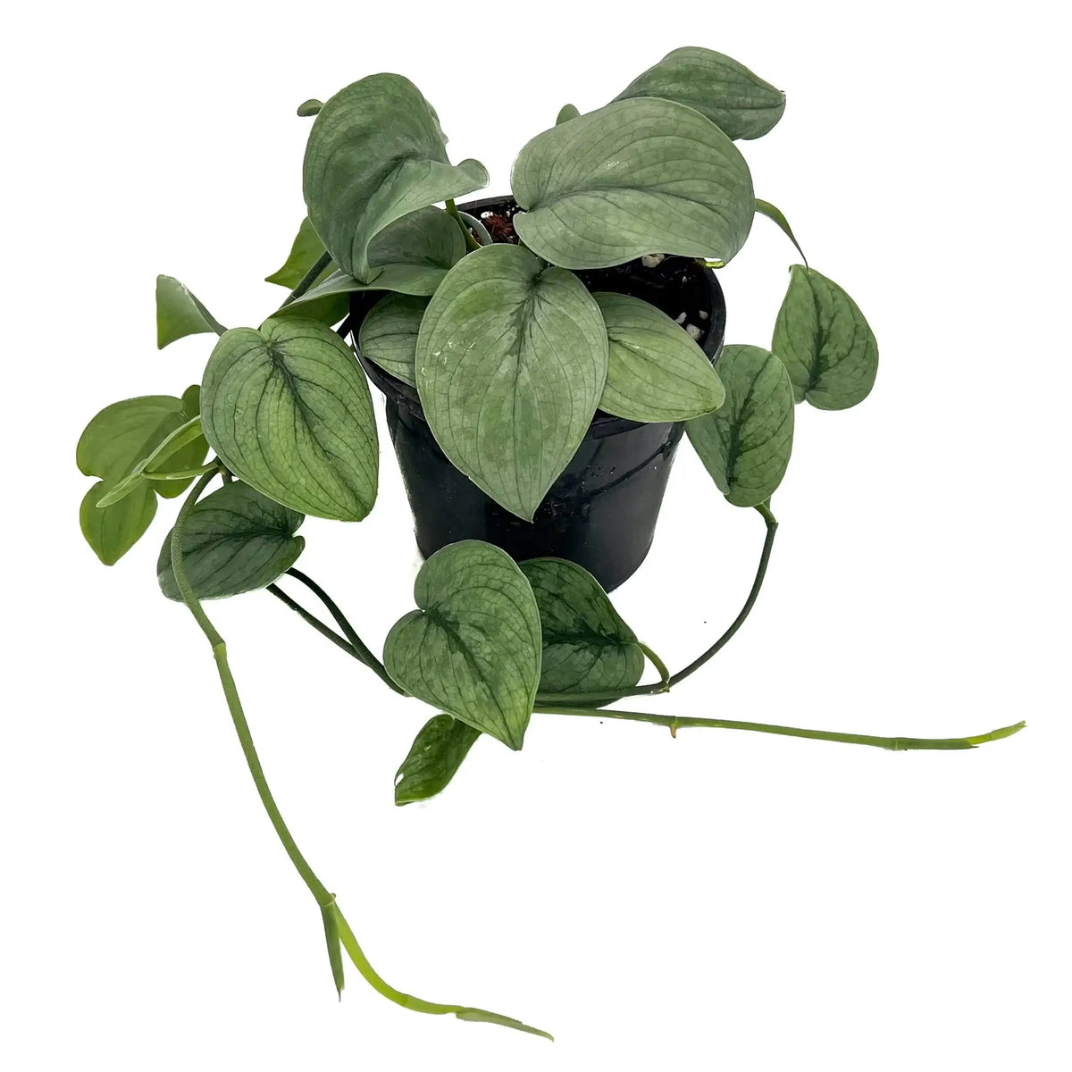 Scindapsus pictus Platinum 'Silver Hero' - Rare Indoor Plant