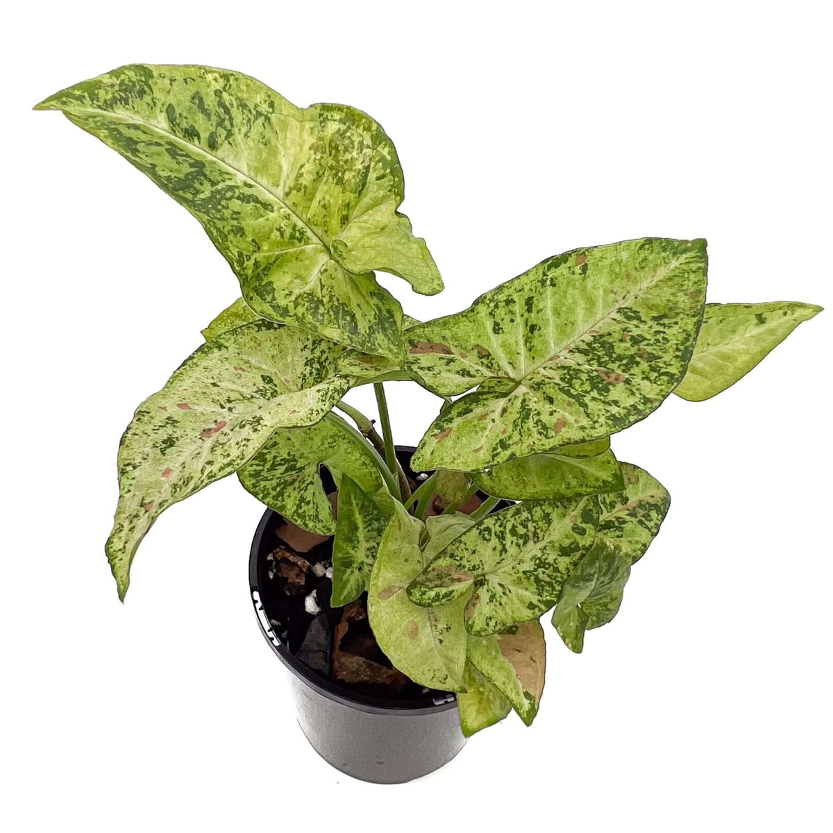 Syngonium Confetti Tricolour | Rare Indoor Plant Nursery, Australia