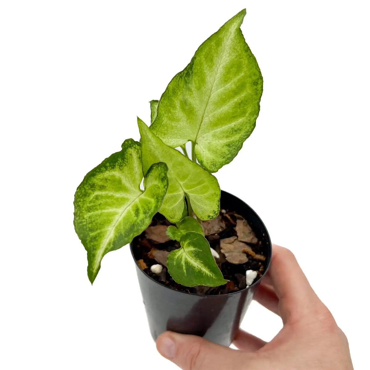 Syngonium podophyllum Starlite - Rare Indoor Plant Australia